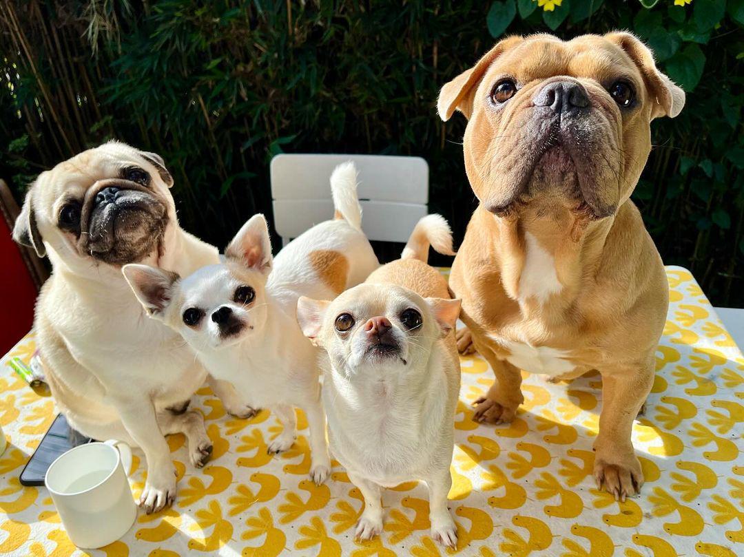 Miyagi and Oliver joined by their cousins, a big happy family | Scrolller