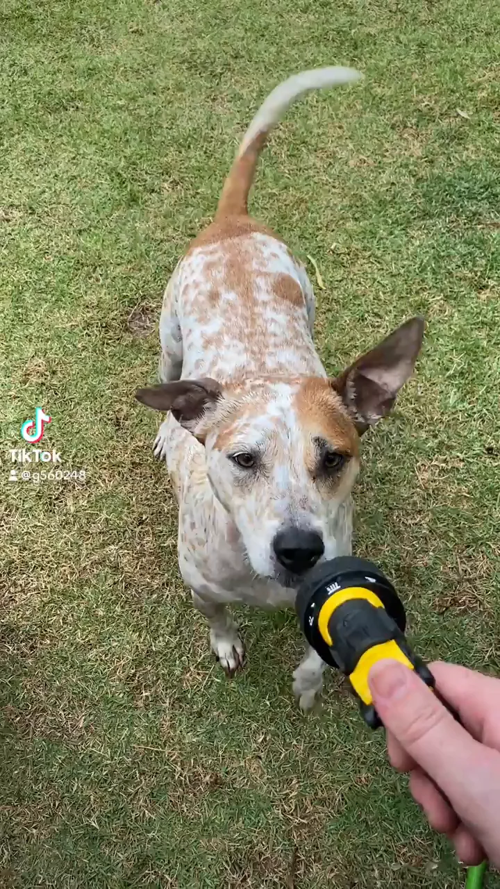 Leo loves water. | Scrolller