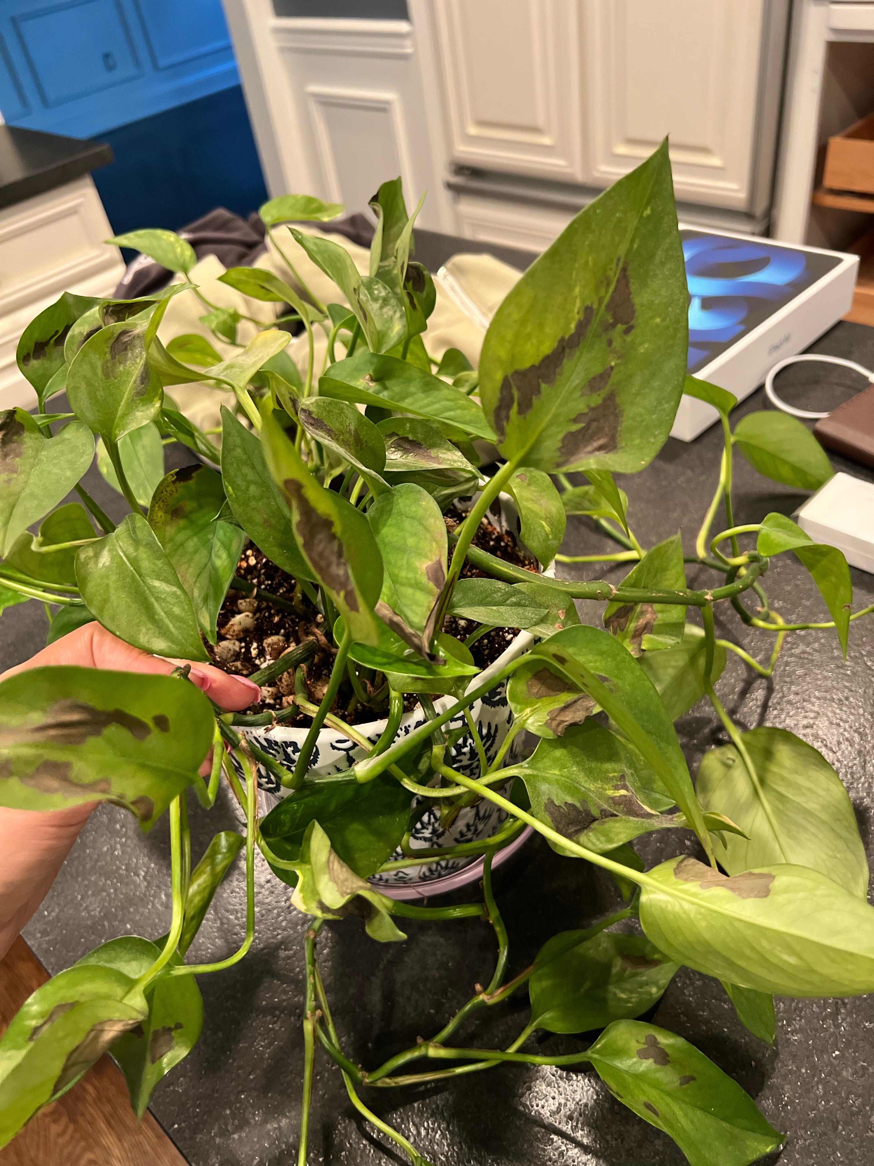 Why does my Pothos look like this? | Scrolller