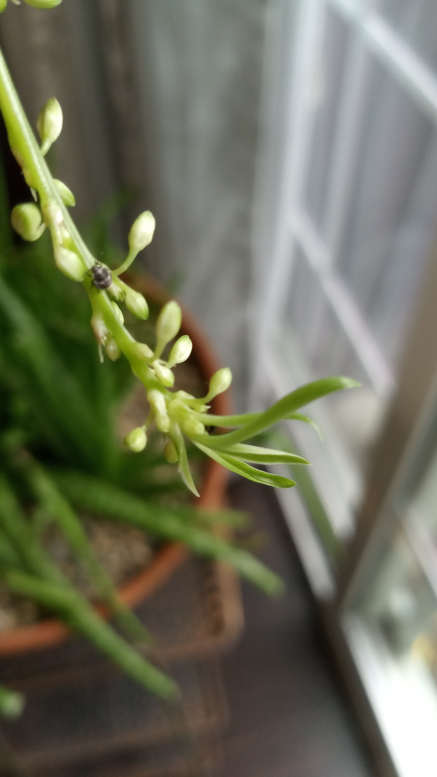 What are these bugs? | Scrolller