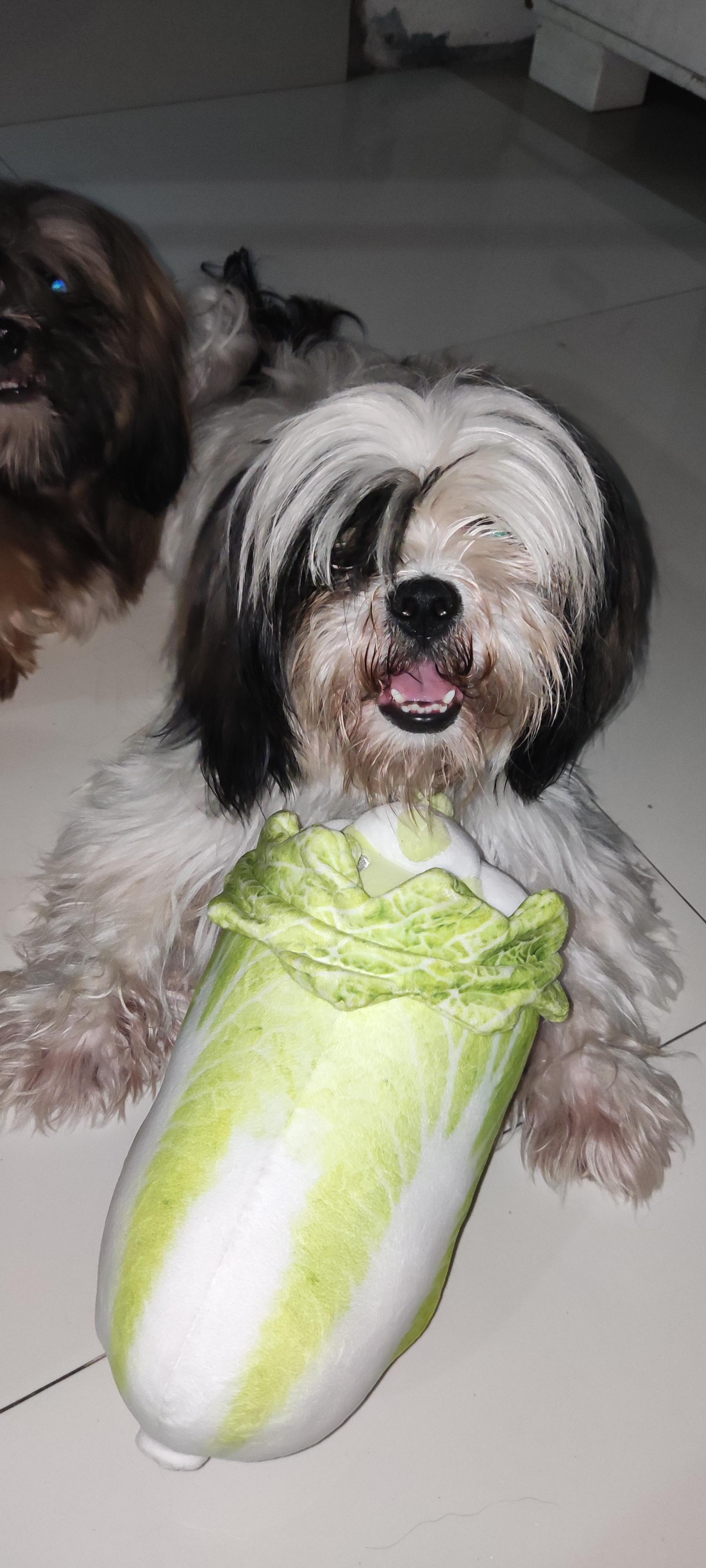 Look, dad. CABBAGE! | Scrolller