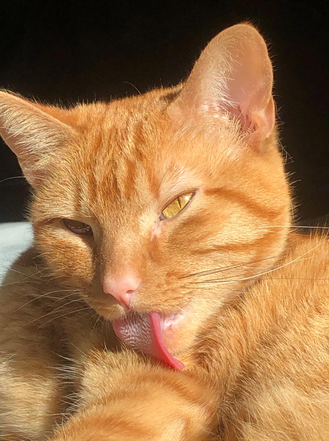 Lazy Sunny blep | Scrolller