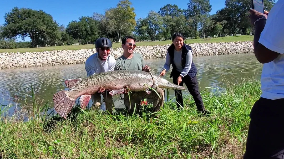 This Bayou BEHEMOTH was caught in south-east Houston. Check that out! This Alligator Gar took ...