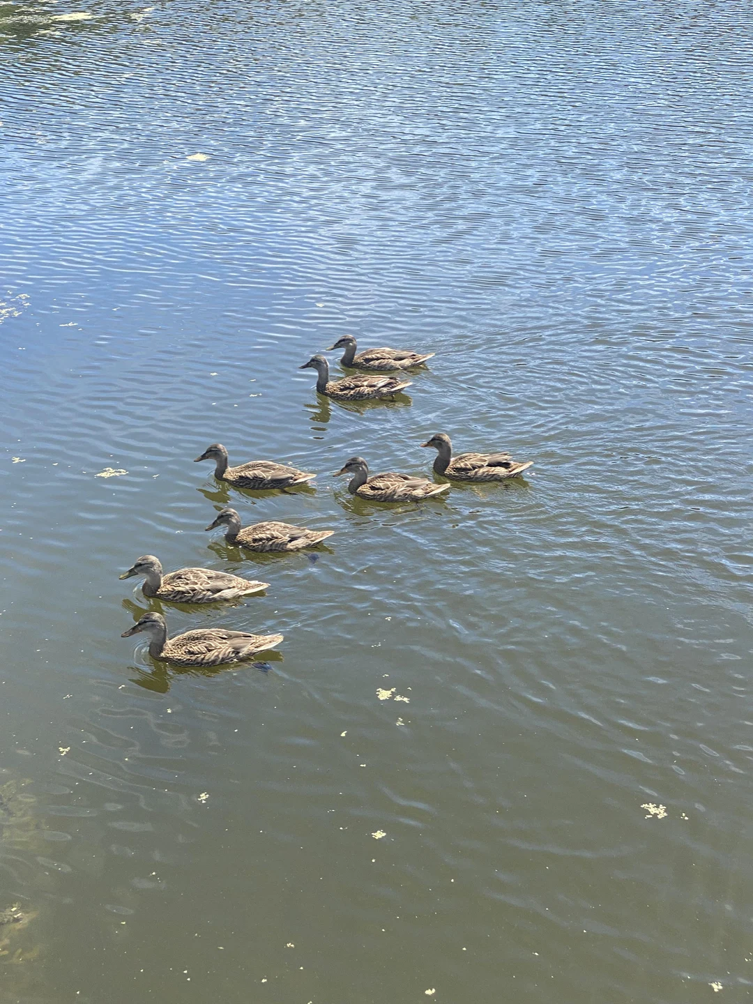 Had an audience while I got skunked today | Scrolller