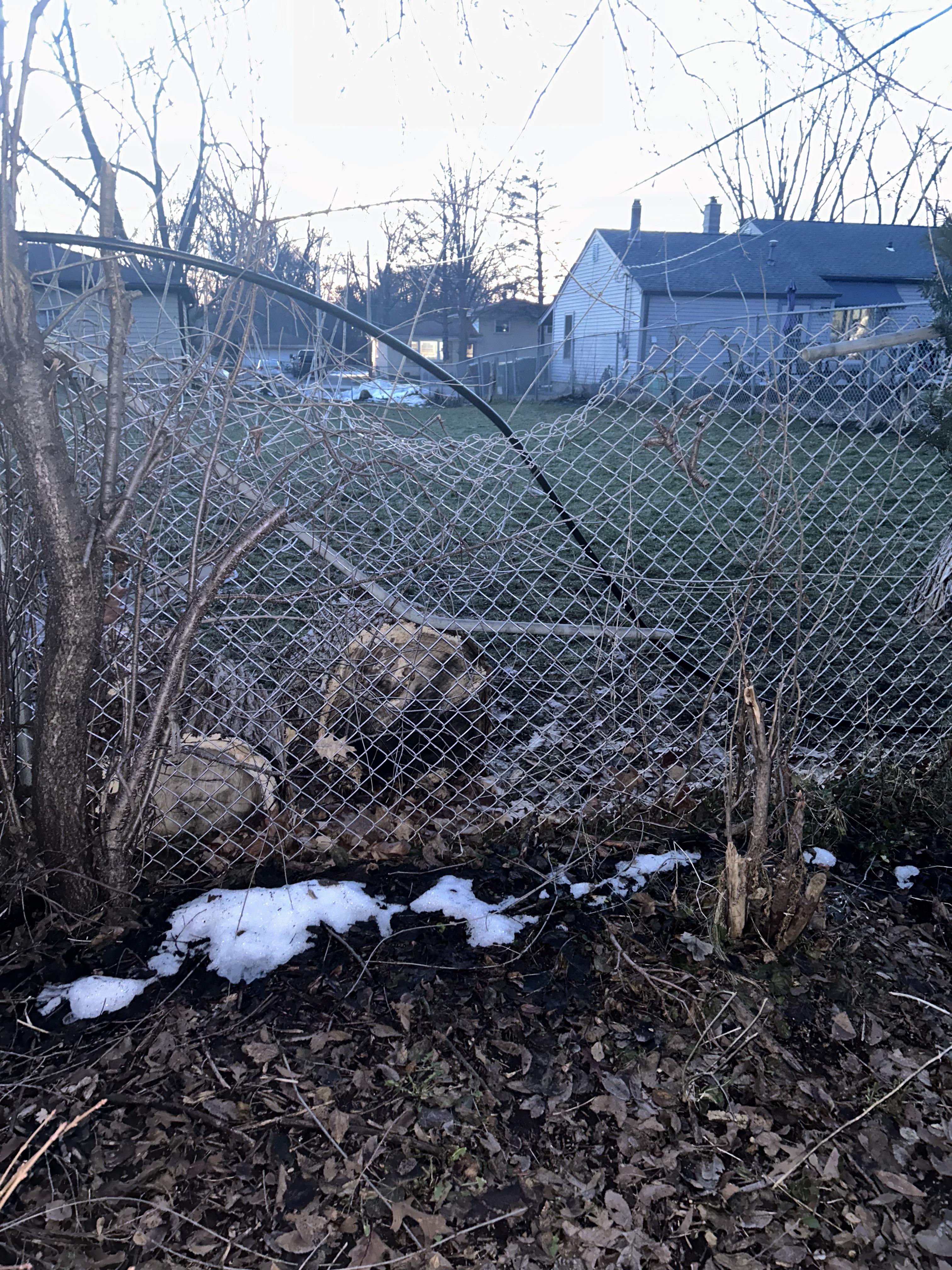 Tree fell on chain link fence. Easy fix? | Scrolller