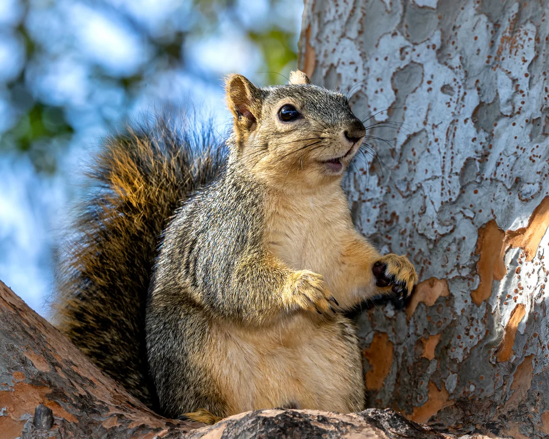 Boy Squirrel wants a Hug | Scrolller