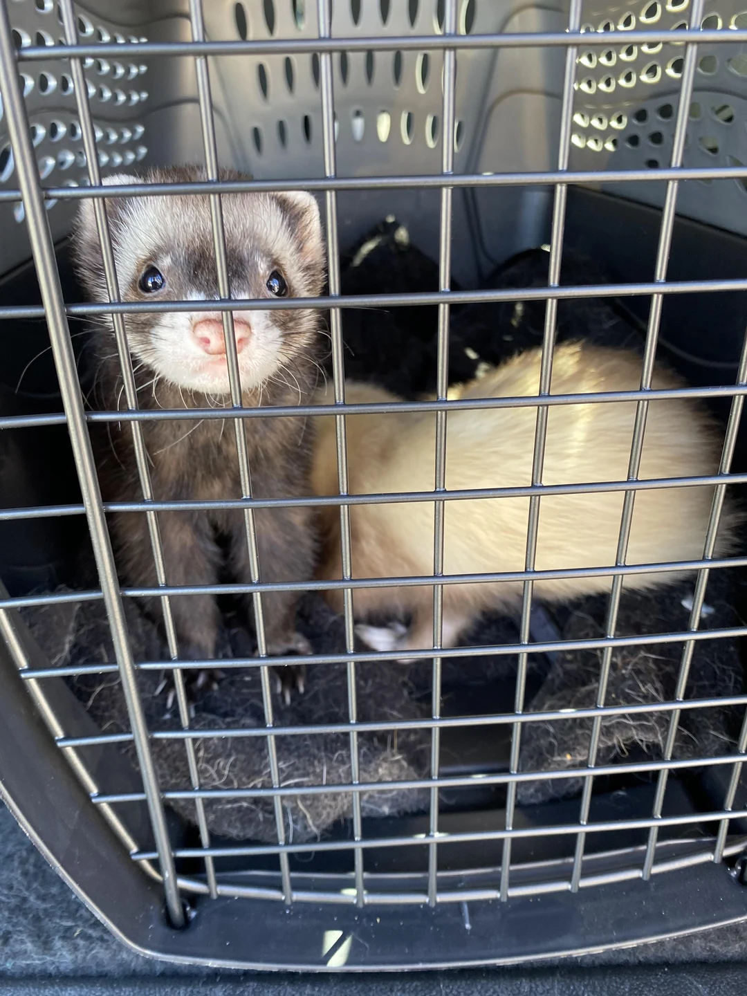 Adoption day 5/6/2020 | Scrolller