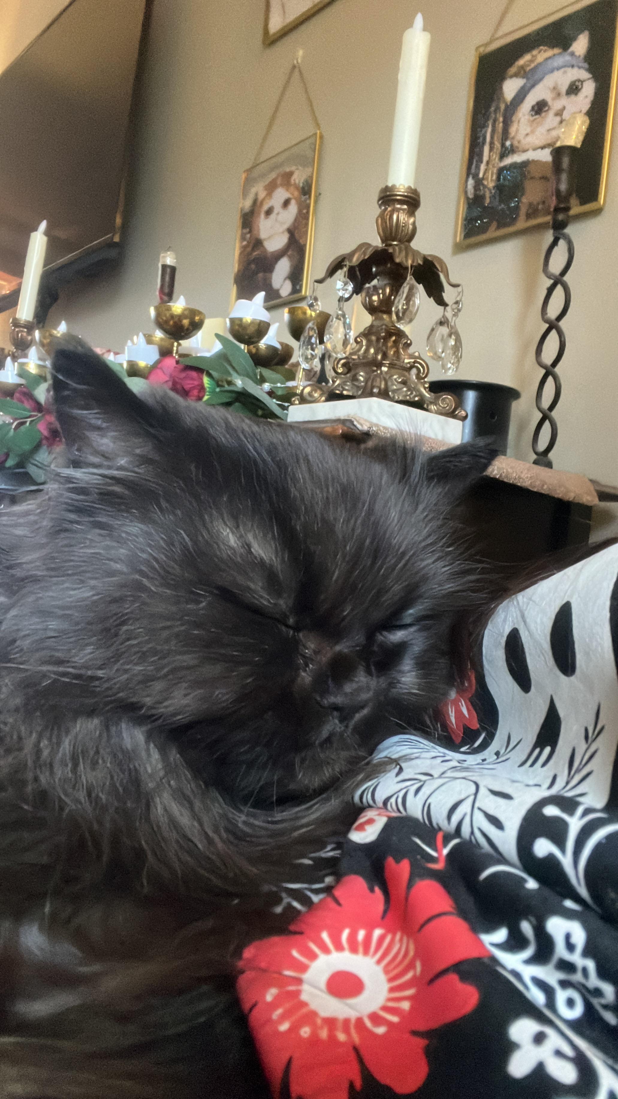 Void wanted a cuddle at lunchtime. | Scrolller