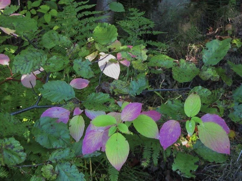 Unnamed foliage in fall. | Scrolller