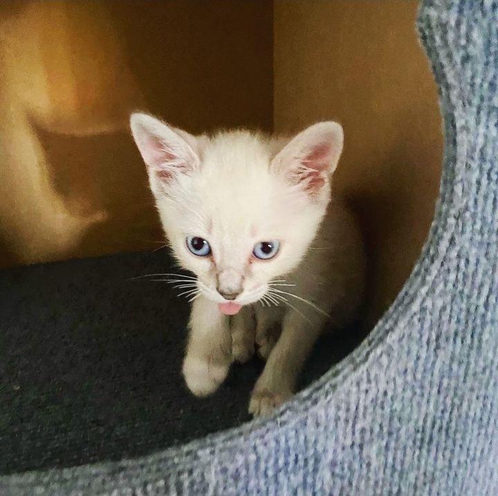 Discover more like Blep: A little bleep and Related Content | Scrolller