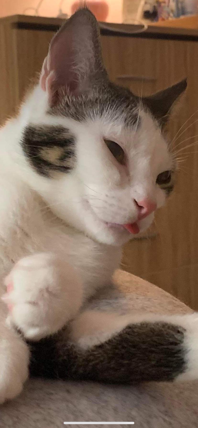 A very rare blep from Dwight caught on camera | Scrolller
