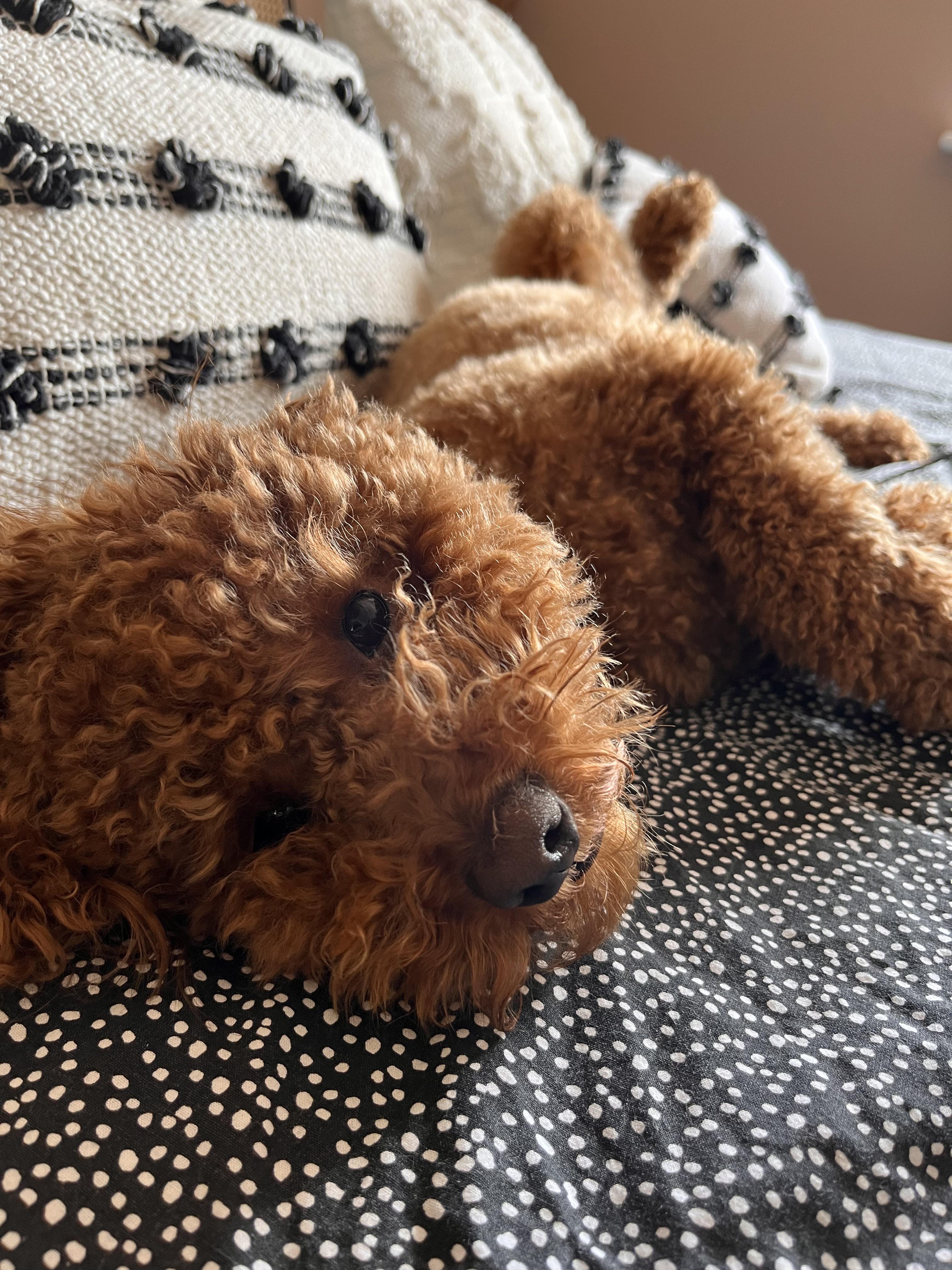 Cuddles? | Scrolller