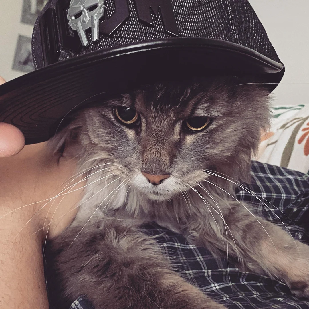 Discover more like CatsWithHats: Hair baller and Related Content | Scrolller