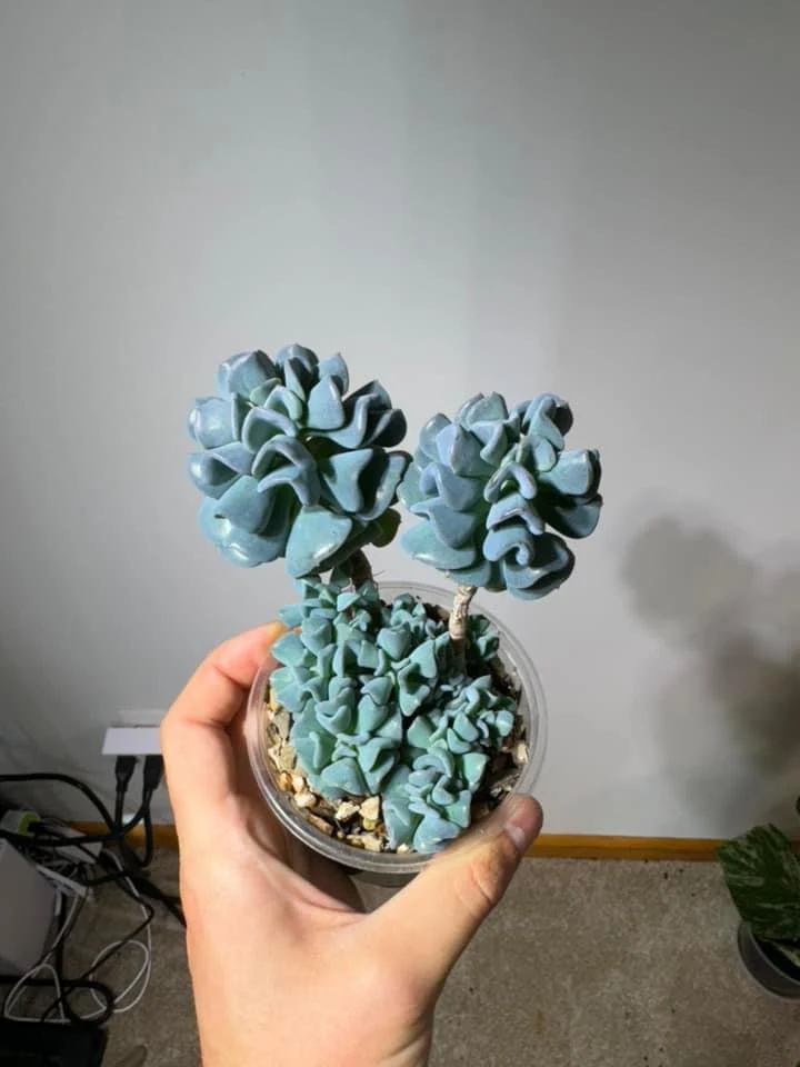 Plant ID | Scrolller