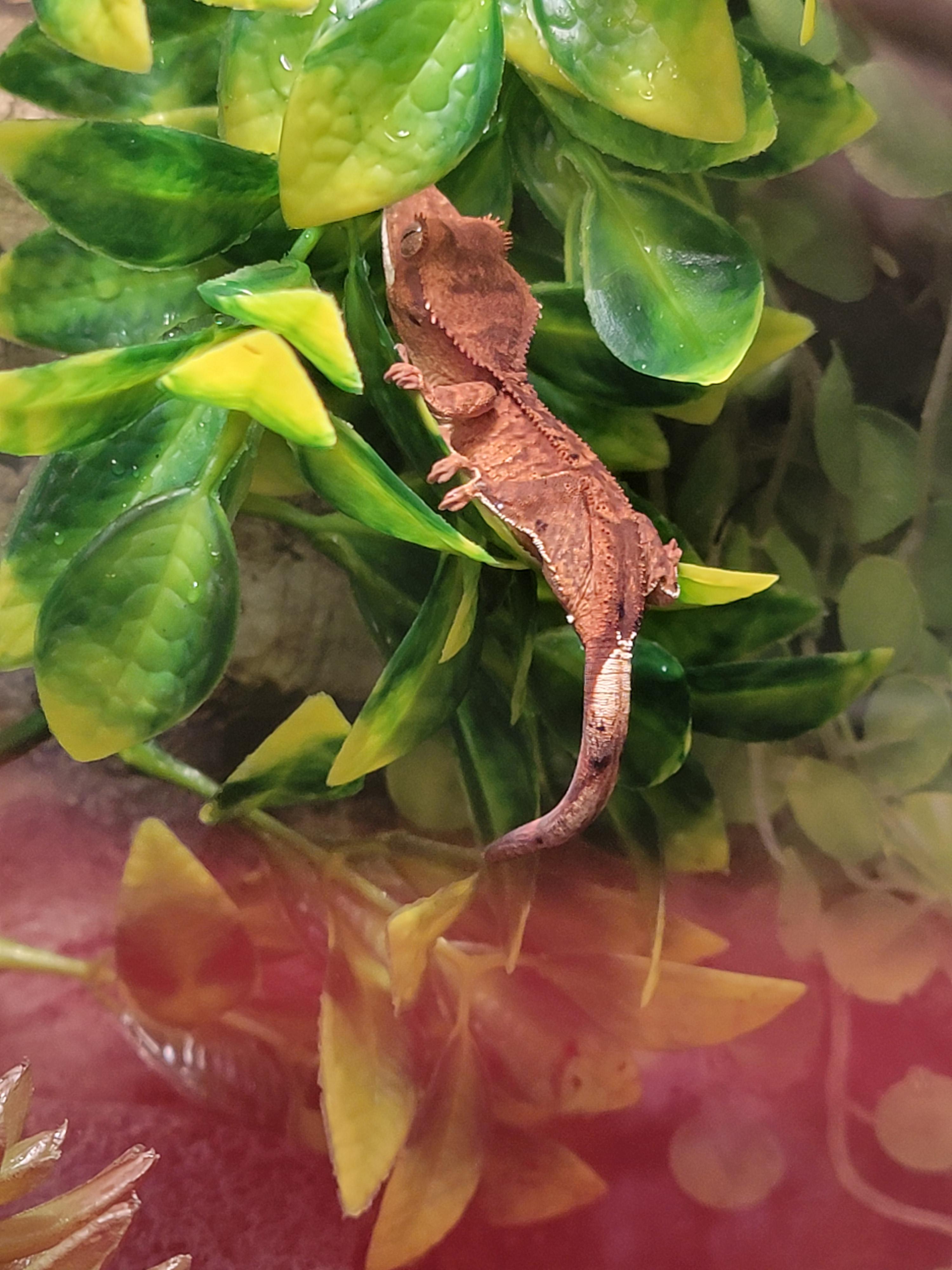 Meet Sir Franklin | Scrolller