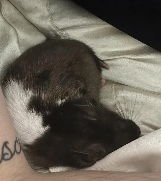Hamster sleeping while holding him | Scrolller