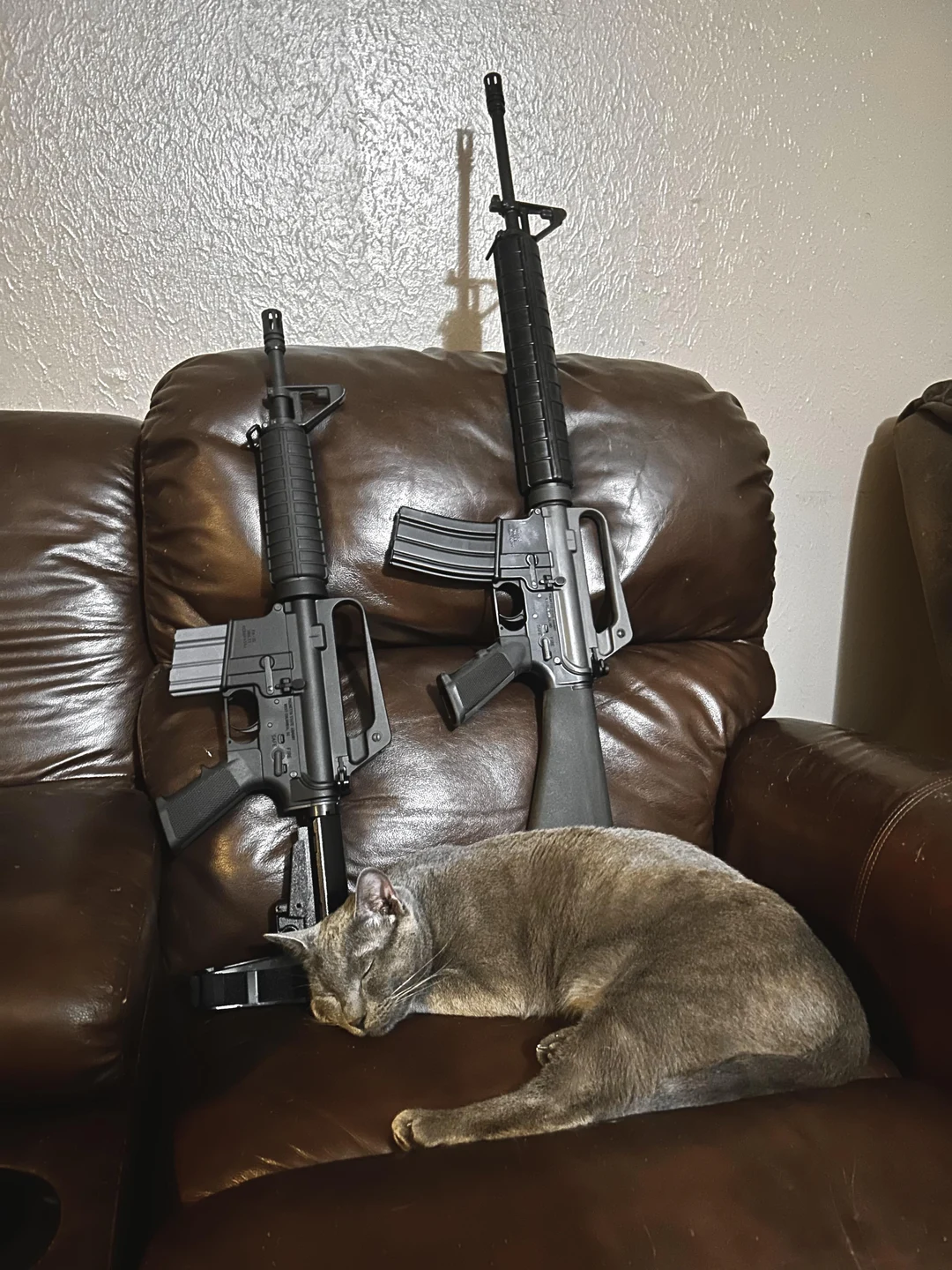 Gat cat | Scrolller