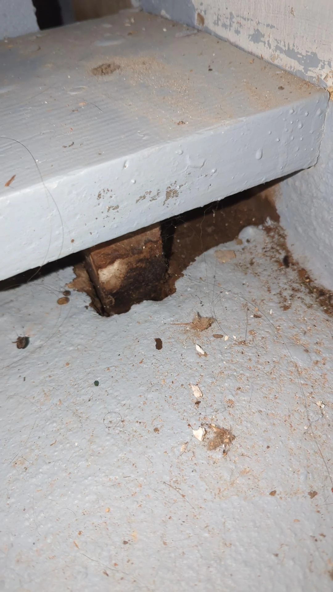 Water coming up through basement | Scrolller