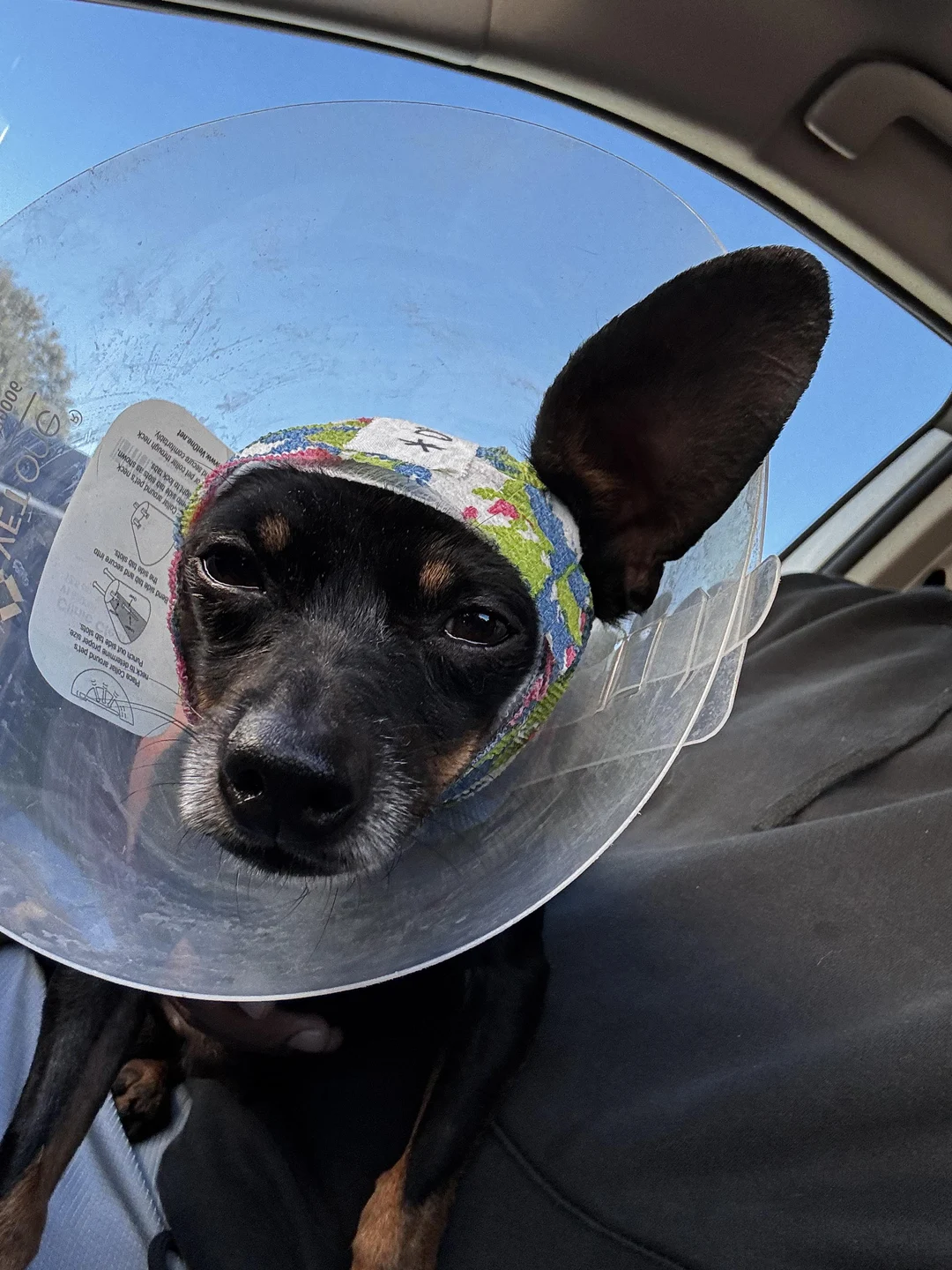 Dog attack | Scrolller