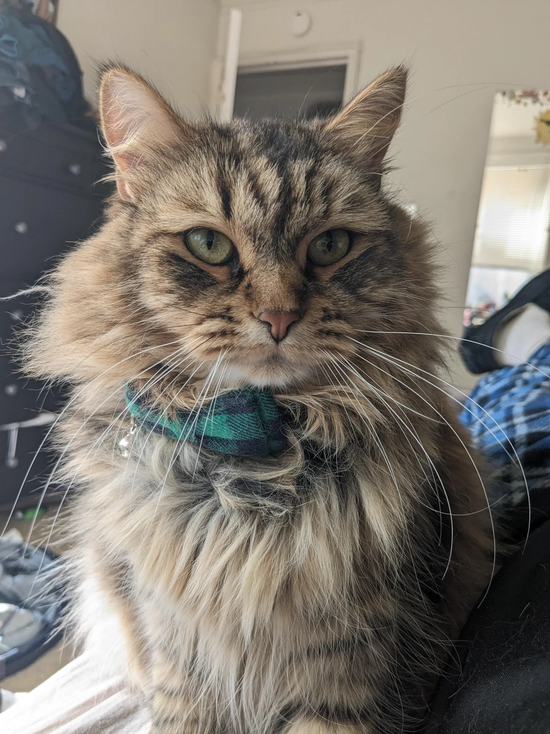 My 2 year old Siberian girl, Chezz | Scrolller