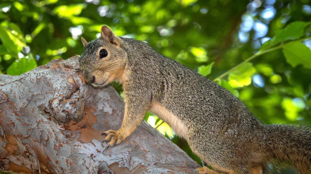 Boy Squirrel | Scrolller