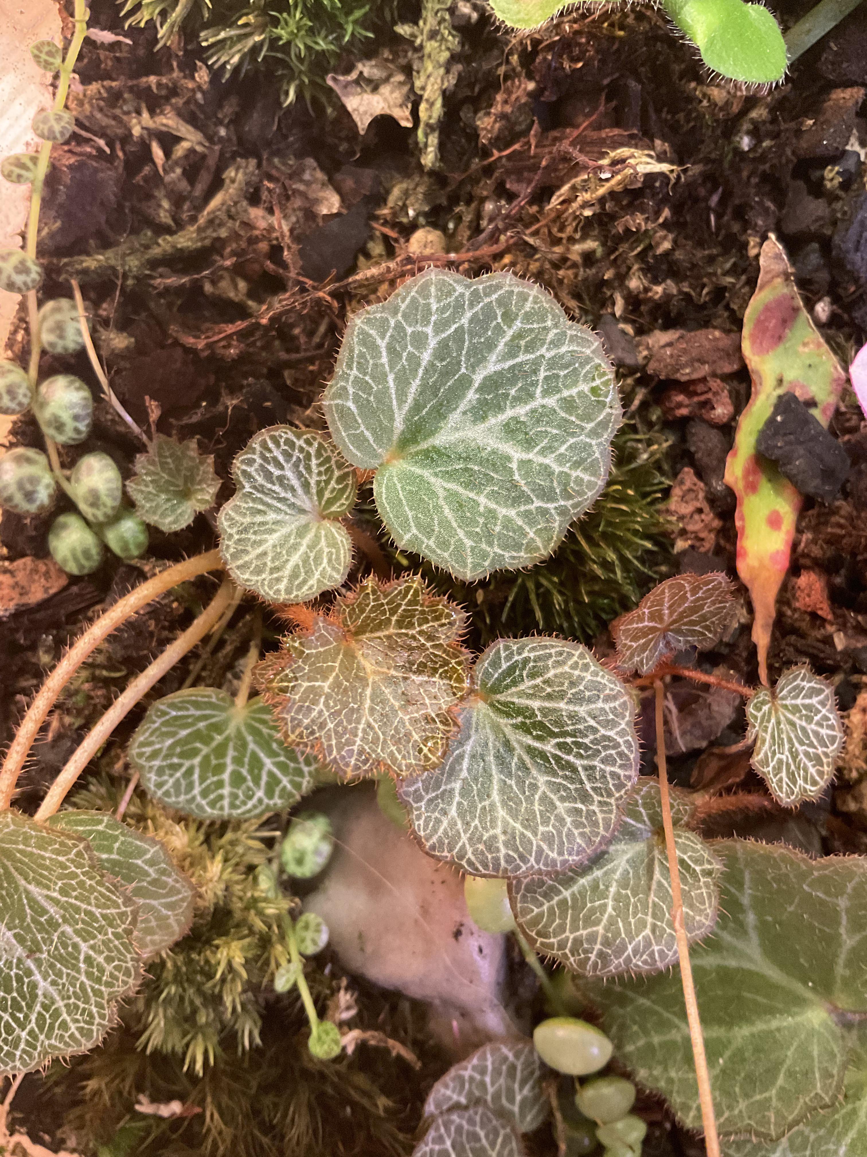 What’s this little cutie called? | Scrolller