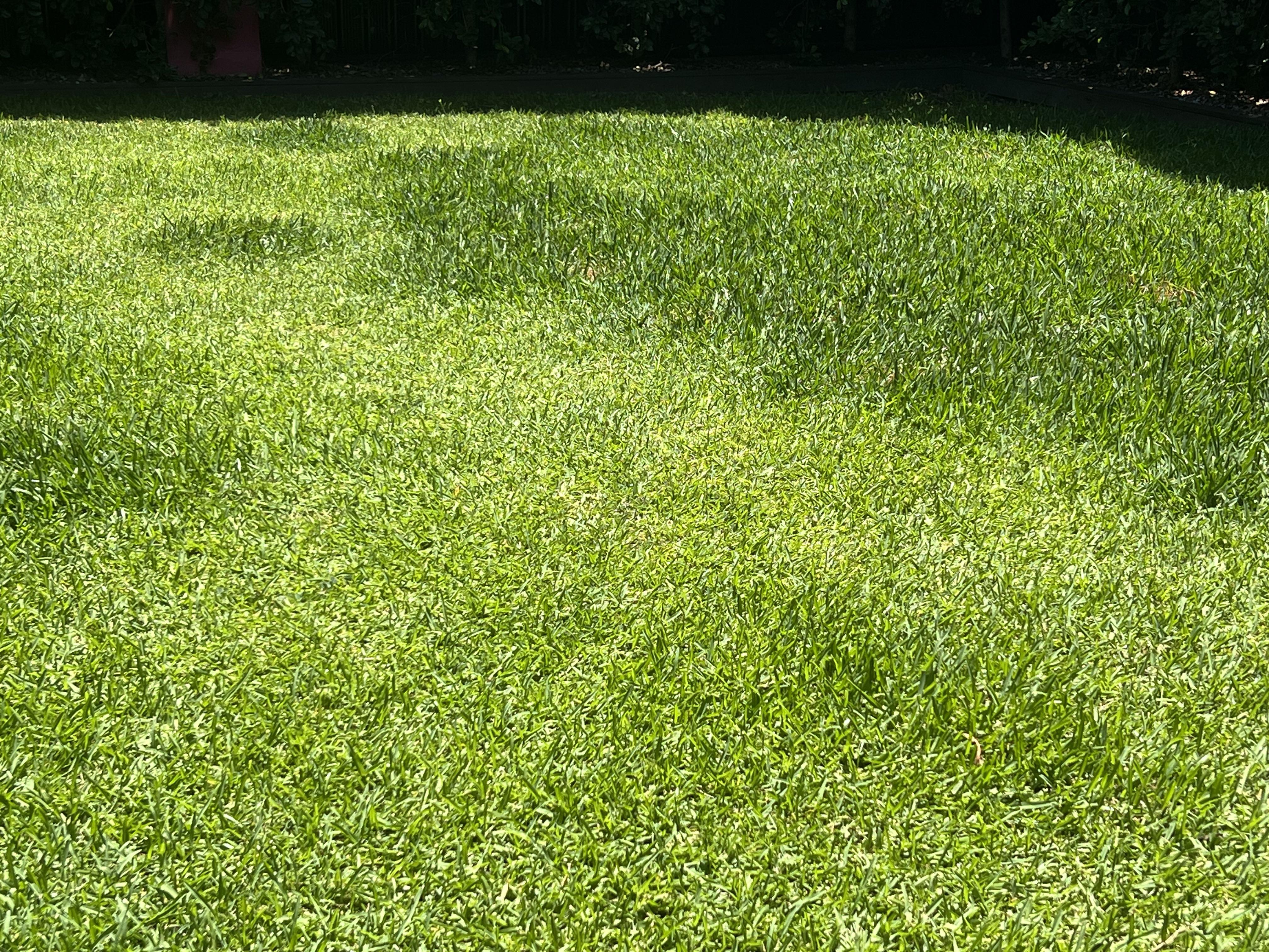 What is going on with the different growth patterns of my lawn? | Scrolller