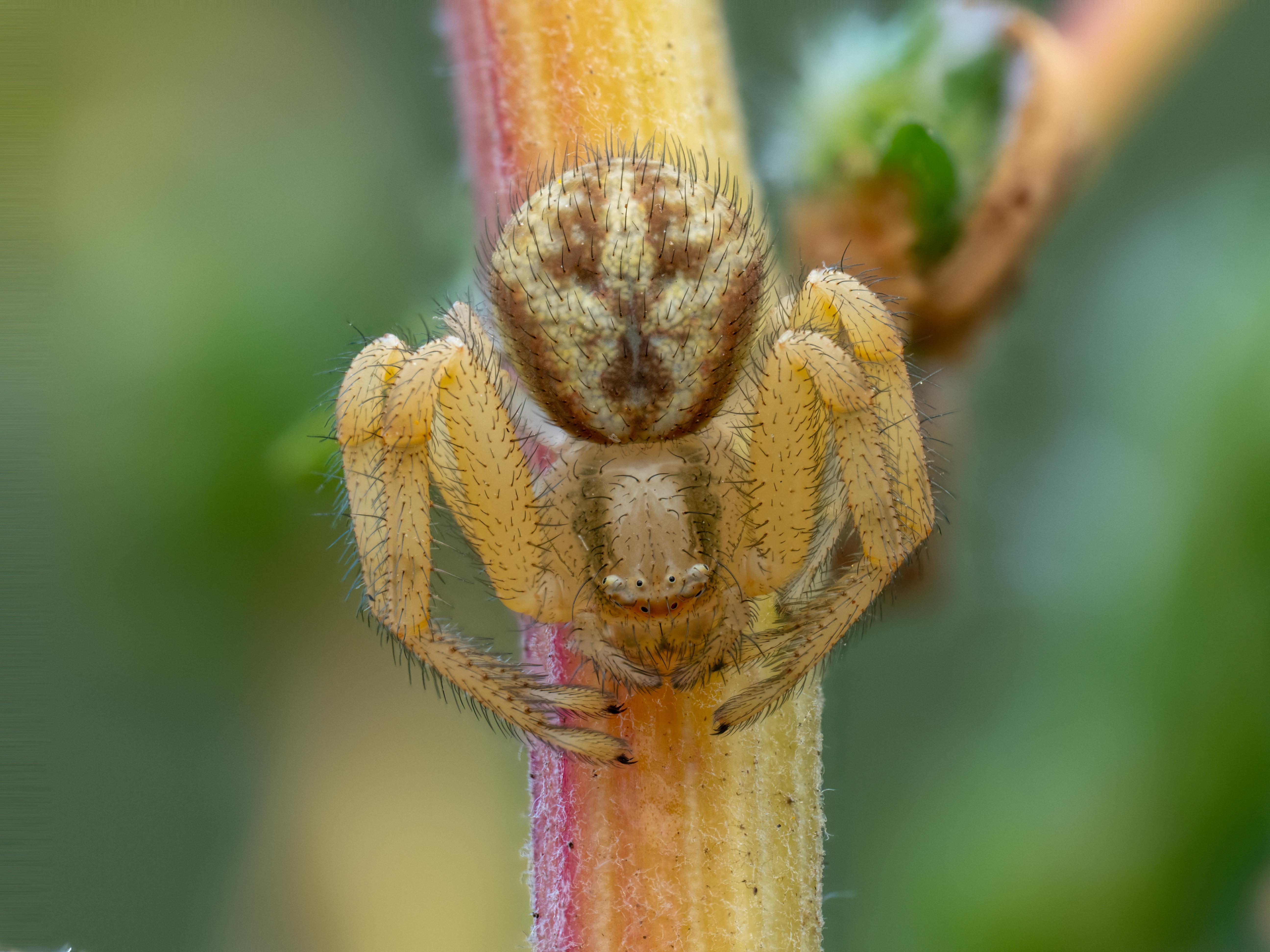 Crab Spider | Scrolller