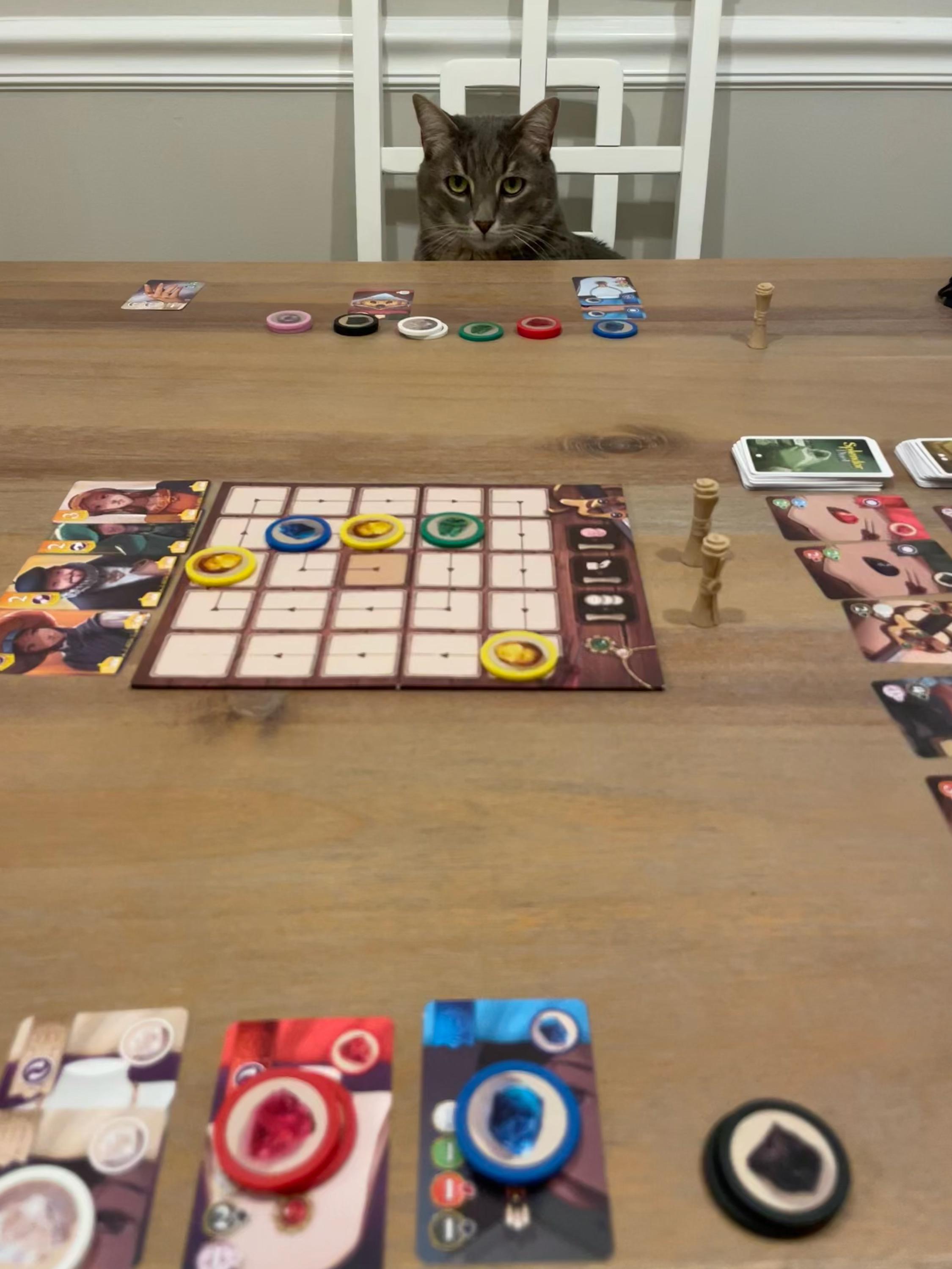 Our Cat is Very Competitive | Scrolller