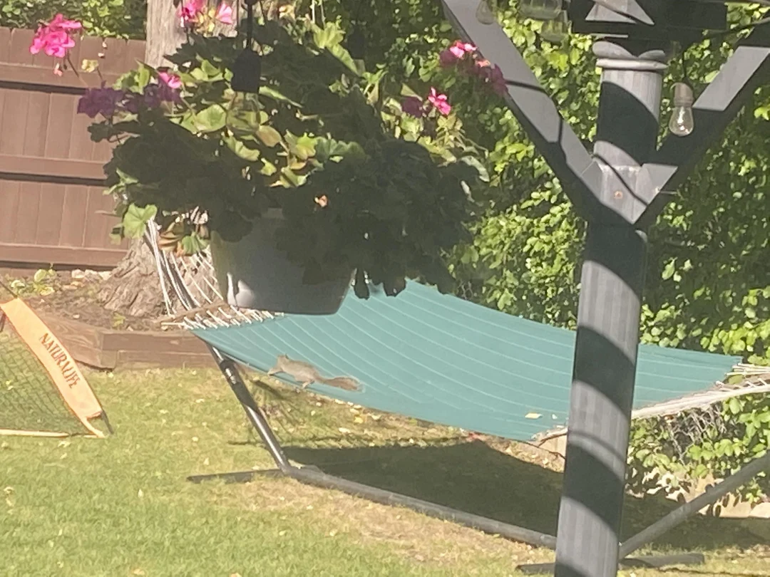 Spotted - sunbathing nap on the hammock | Scrolller