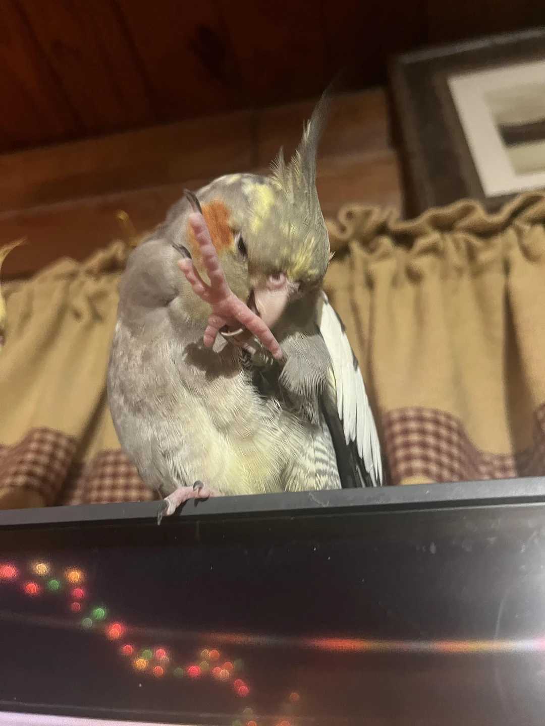 Onion fairy eating her foot | Scrolller