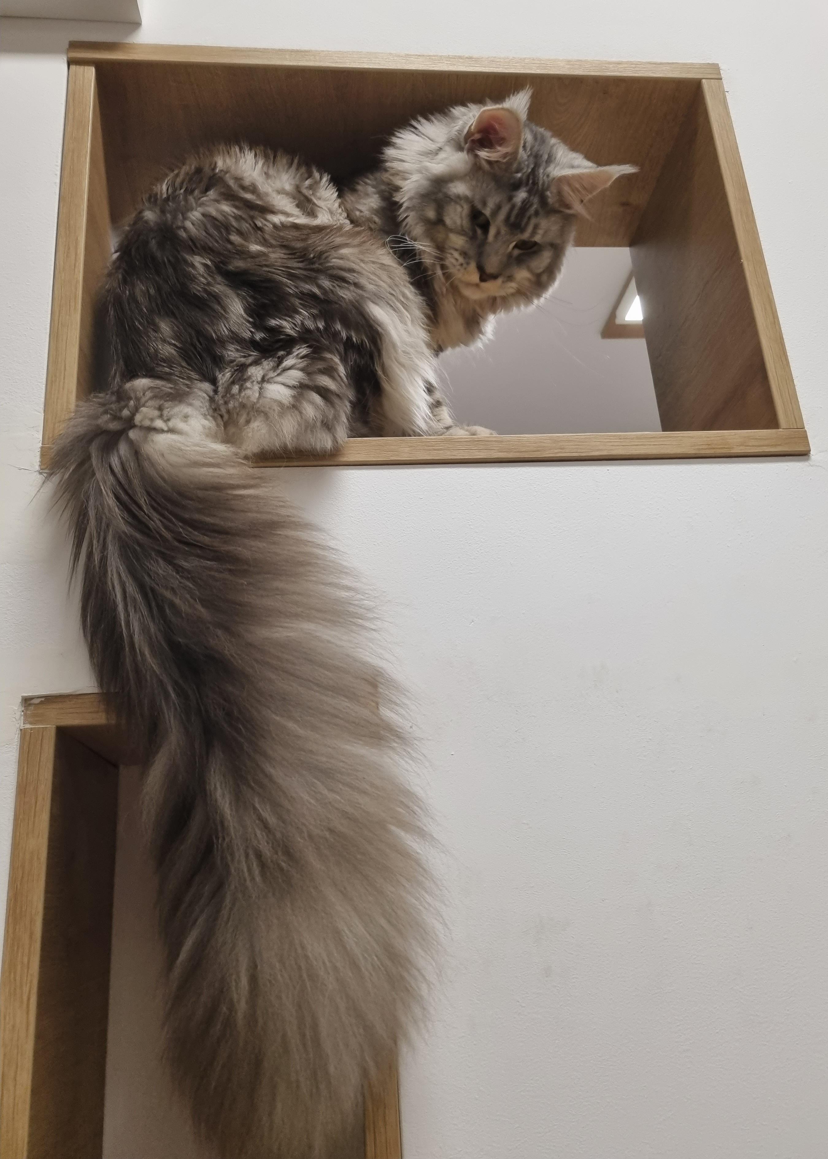 Rapunzel Tail Scrolller
