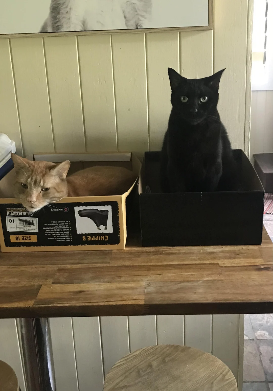 Colour coded cat traps | Scrolller