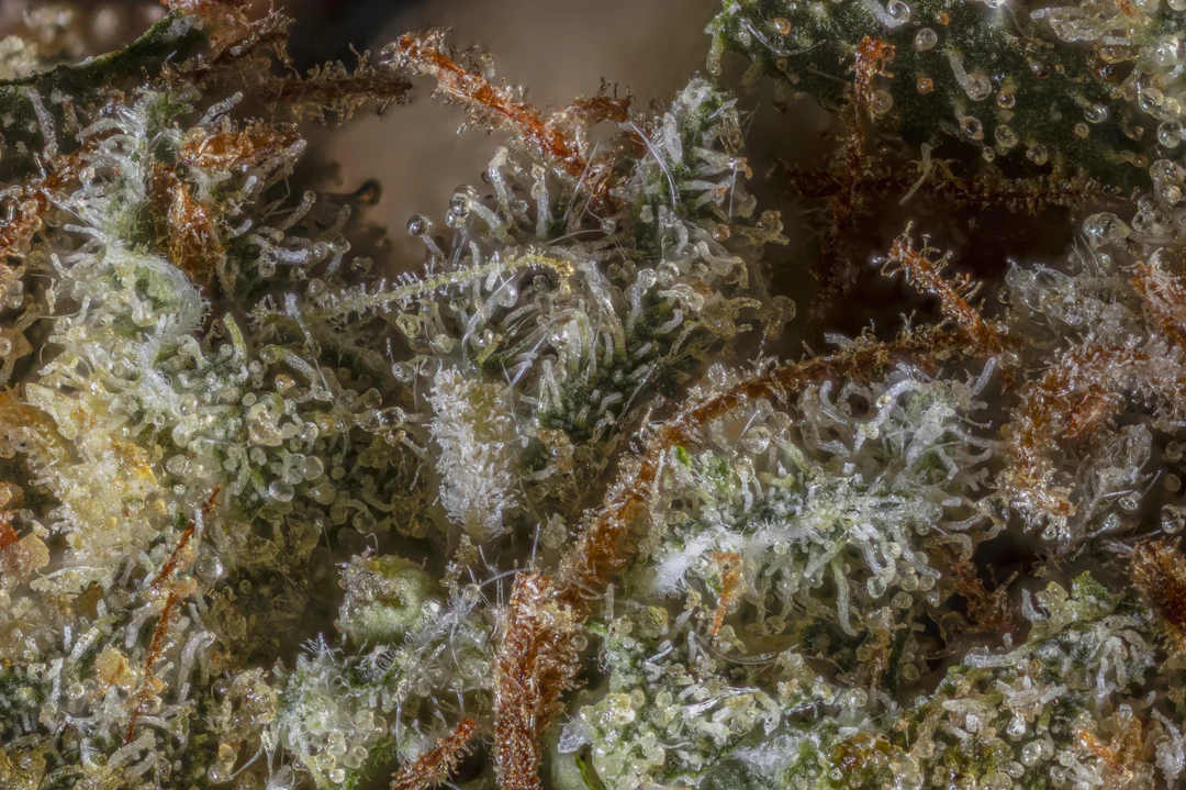 Macro Shot of some Homegrown | Scrolller
