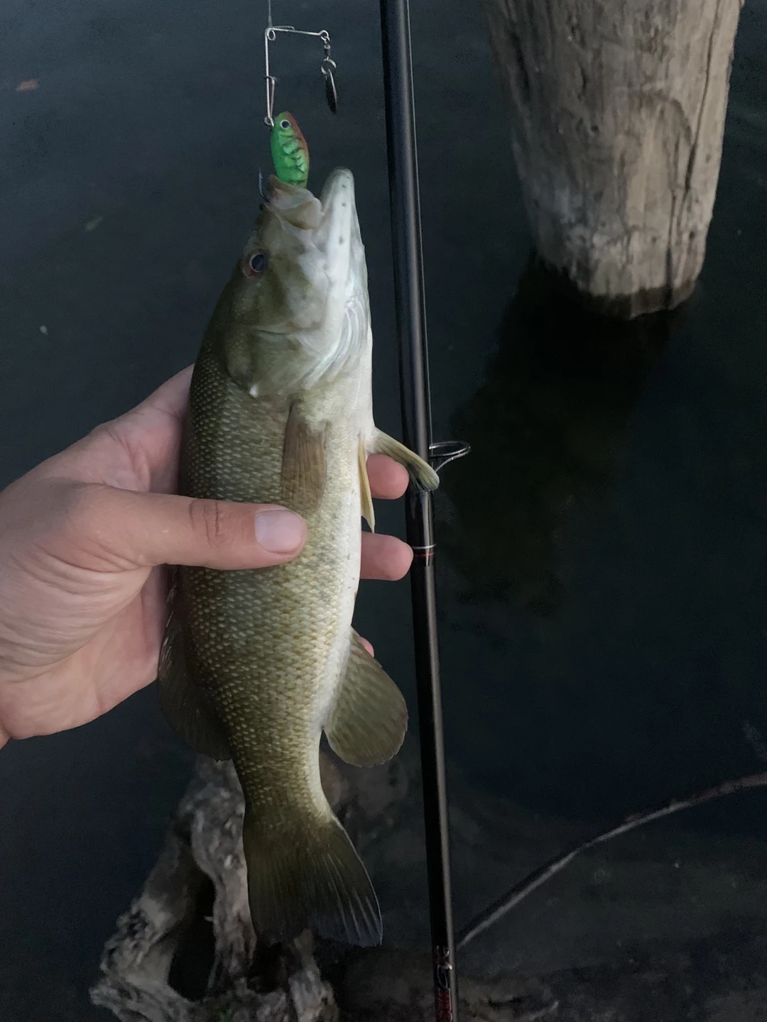Decent little smallmouth on the $1 spinner bait | Scrolller
