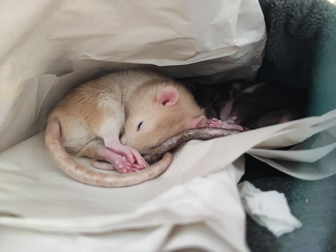 Rat showing weird behavior after injury | Scrolller