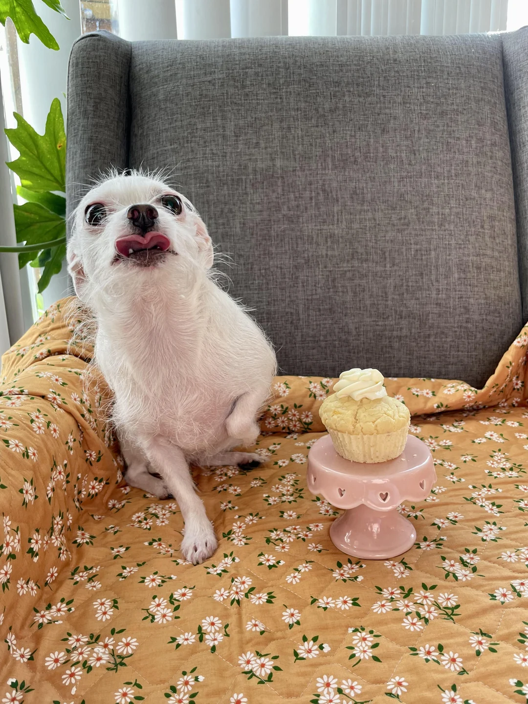 Bean’s second gotcha day ️ | Scrolller