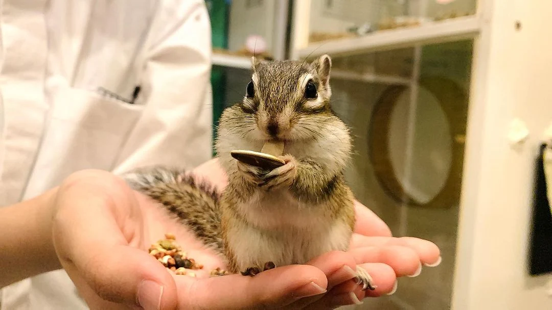 This fluffy squirrel is stealing hearts and nuts! | Scrolller