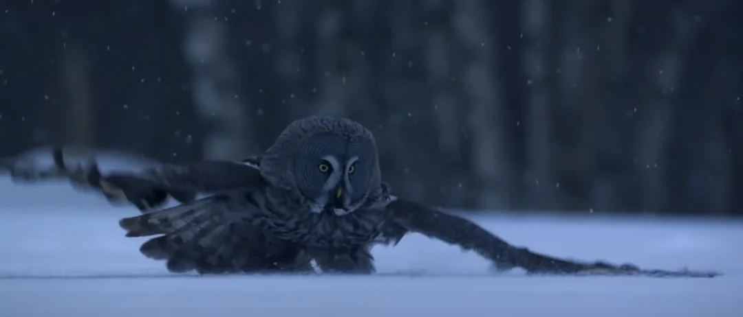 Great Grey Owl | Scrolller