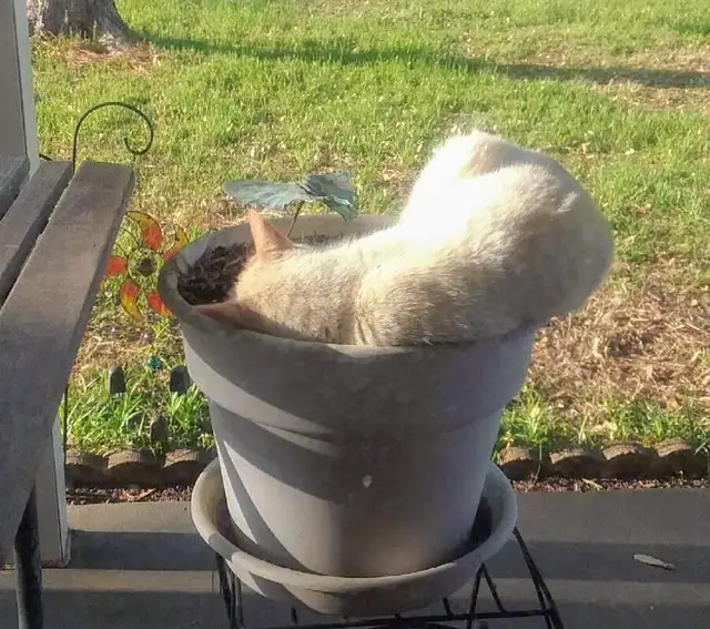 Apparently This Is Comfortable Scrolller