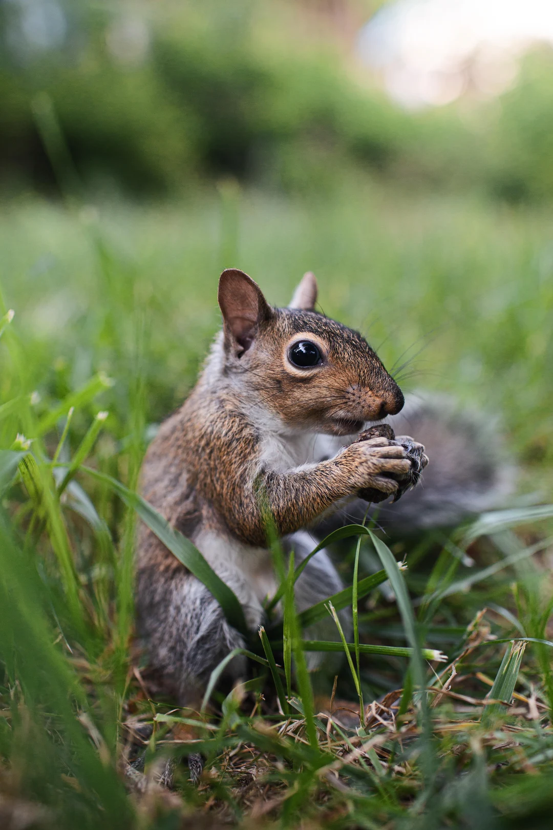 Pip in the back yard | Scrolller