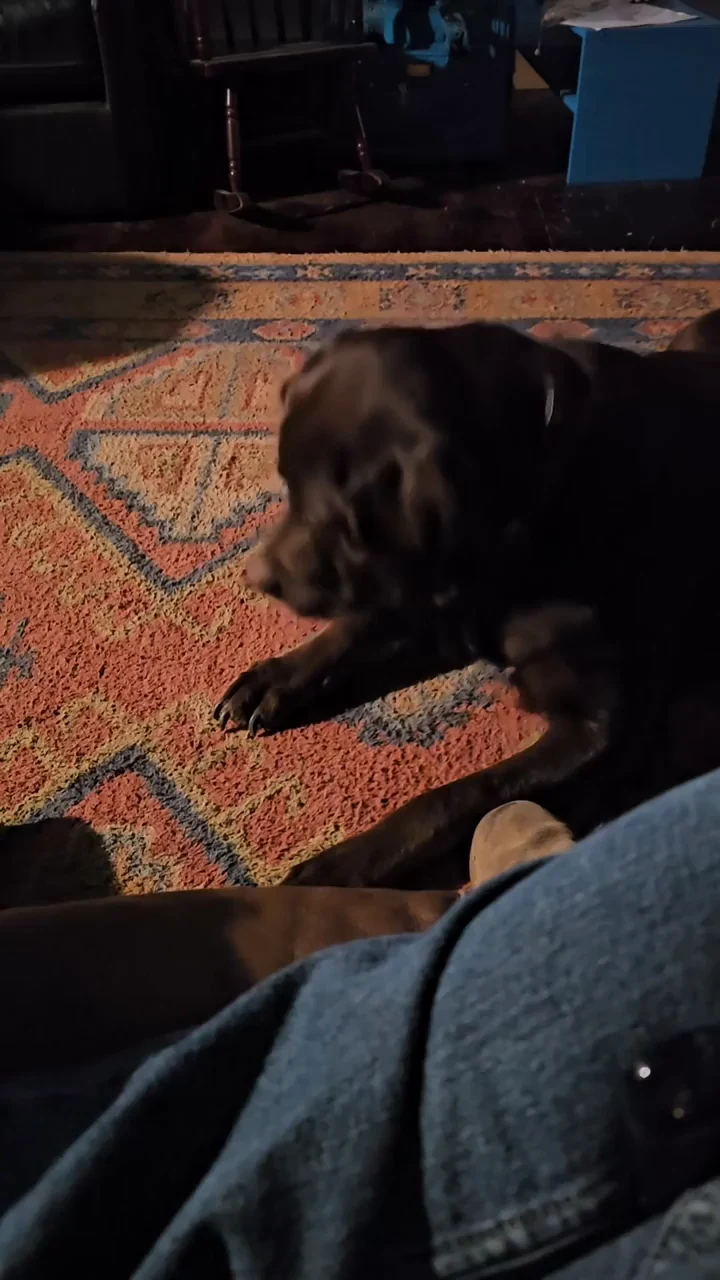 Got my lab a shiny new tag today... | Scrolller