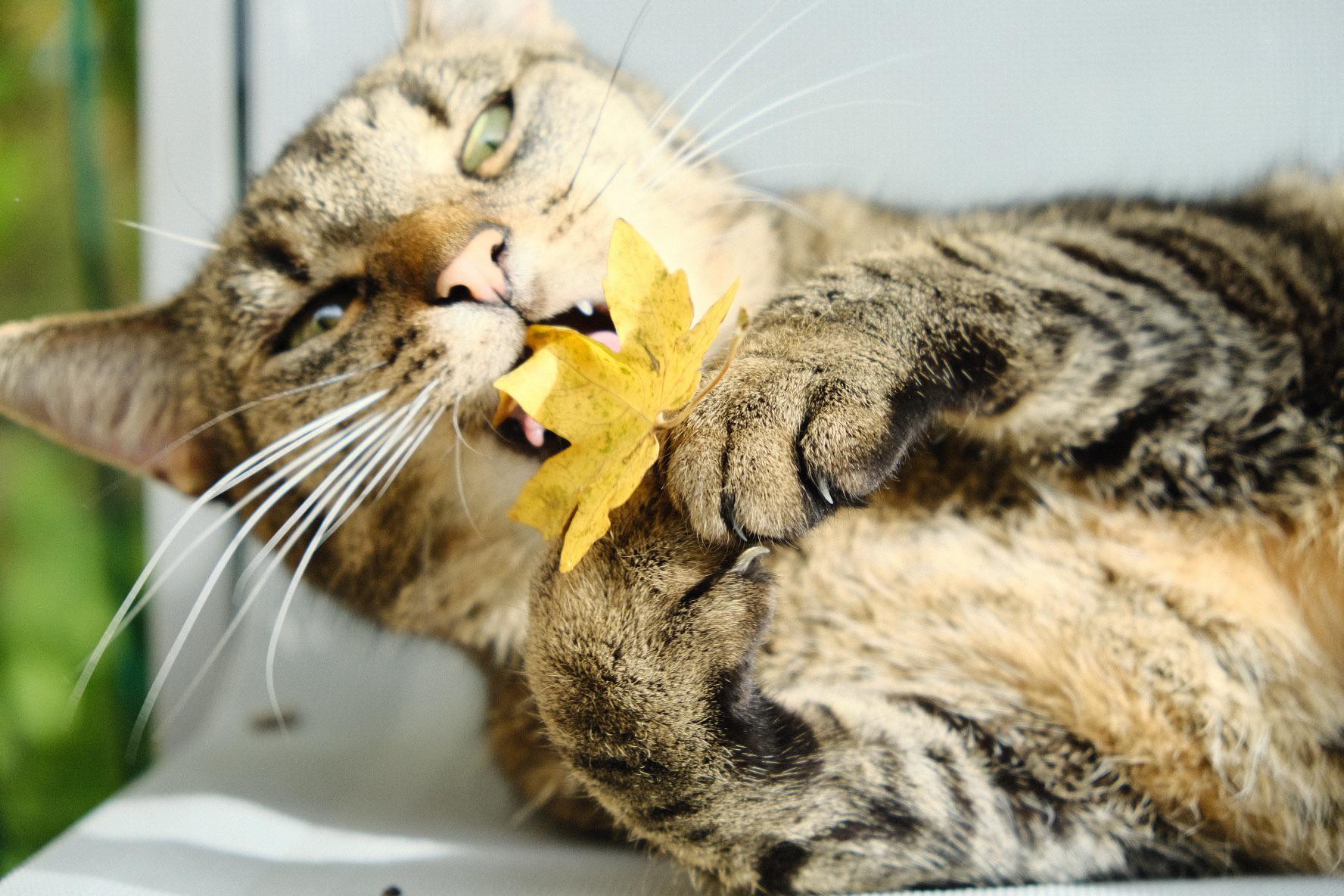 Playing with a leaf | Scrolller