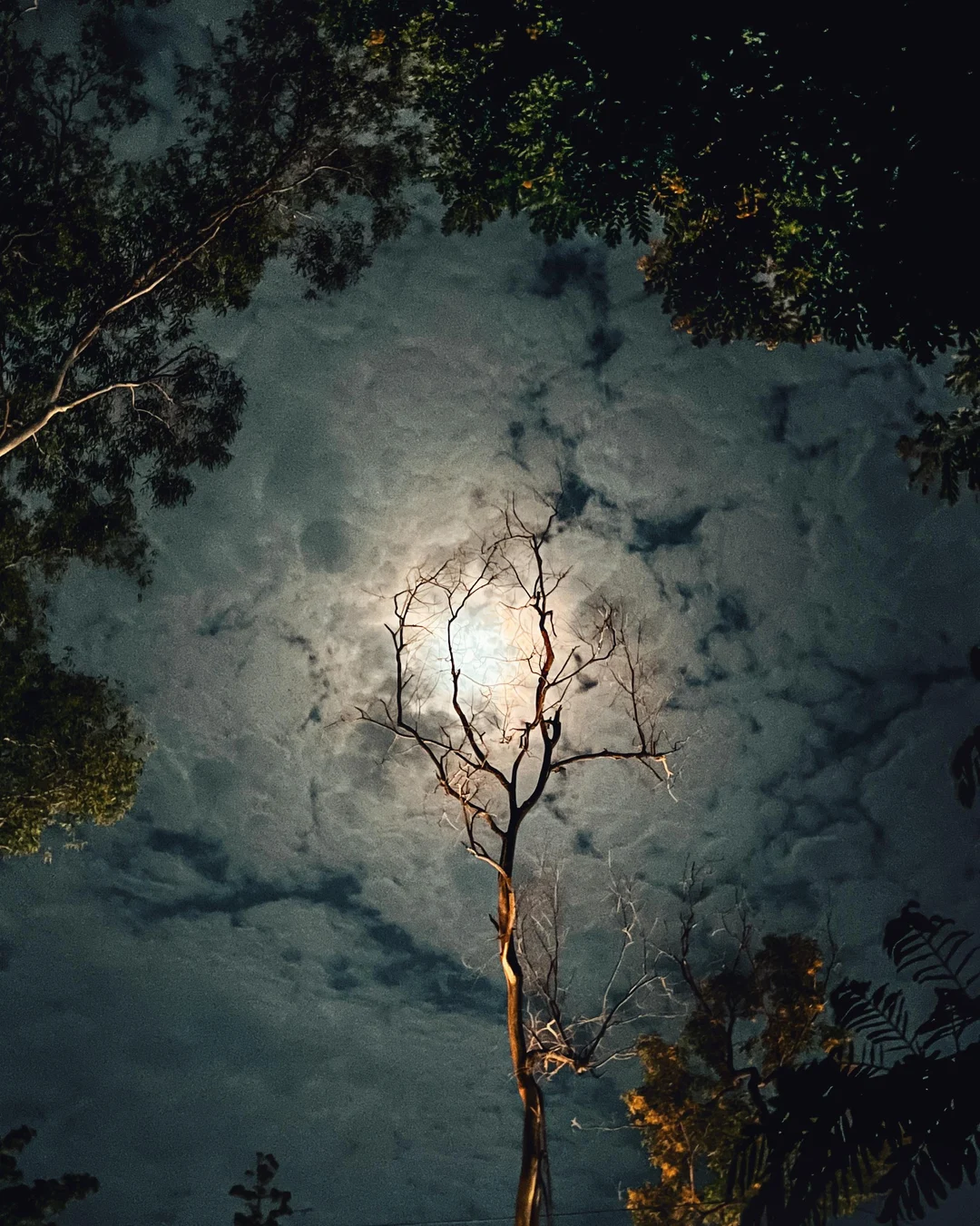 Moonlit night, India | Scrolller