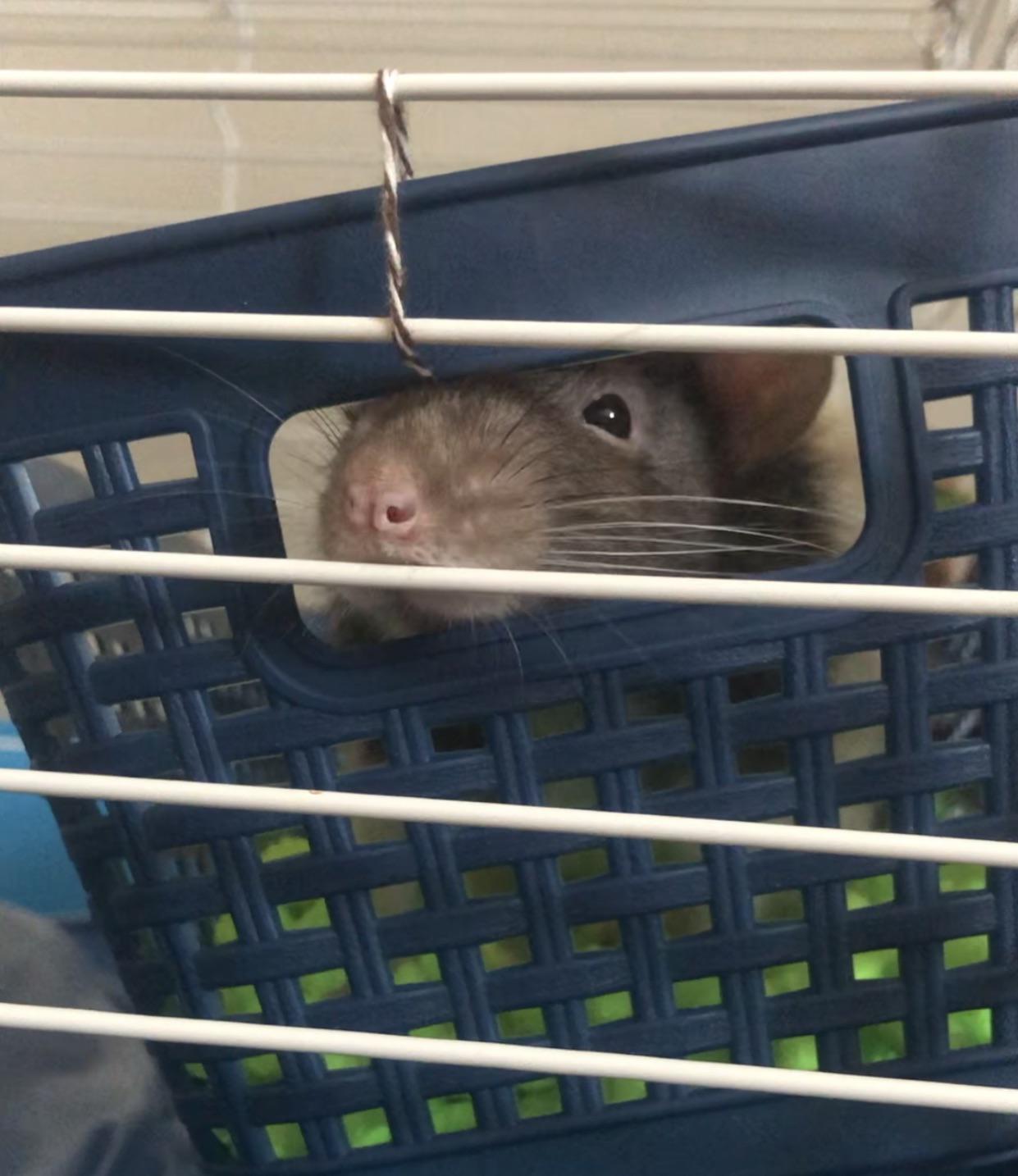 Gojo enjoying his new basket | Scrolller