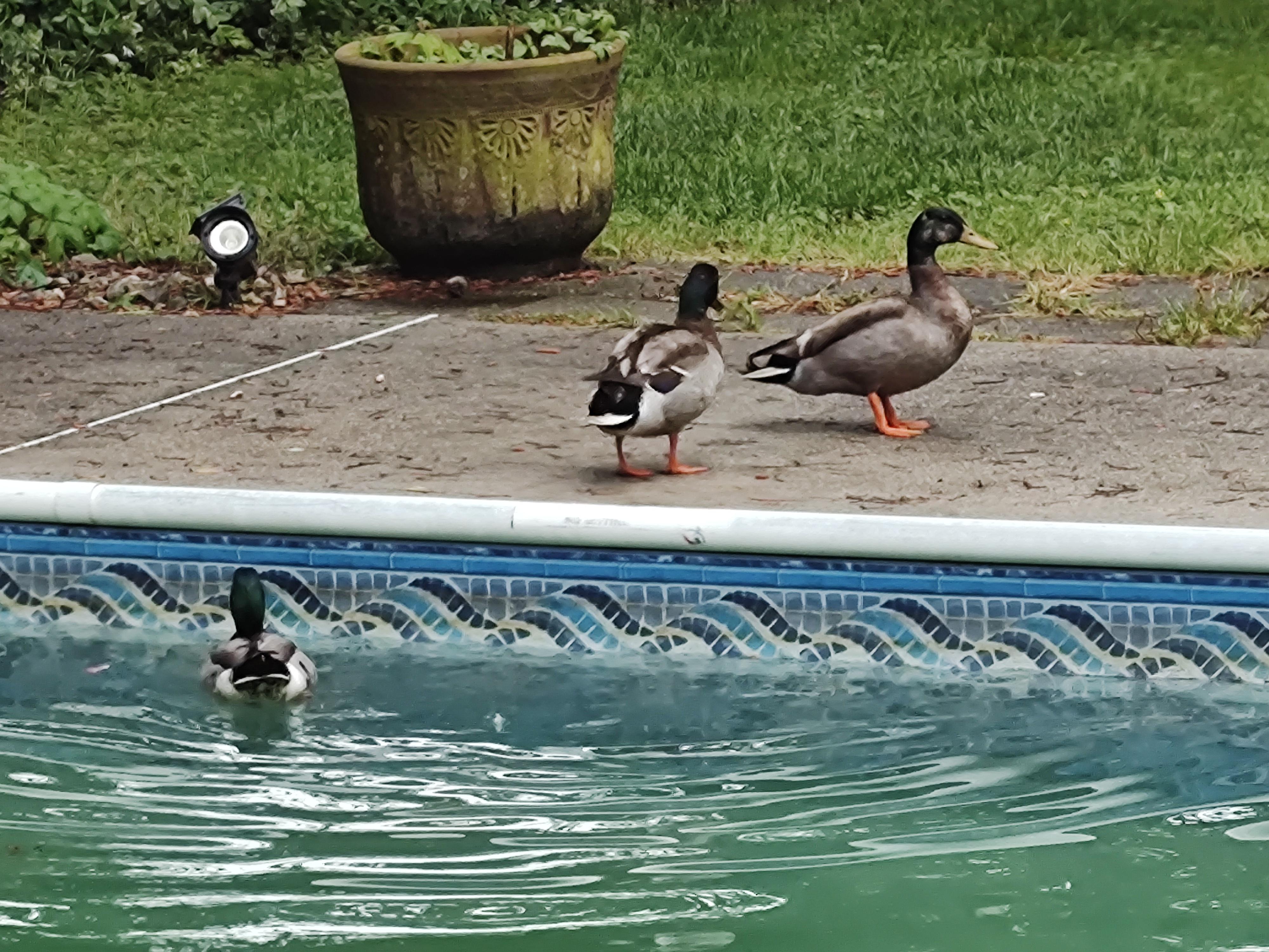 Ducks in the pool | Scrolller