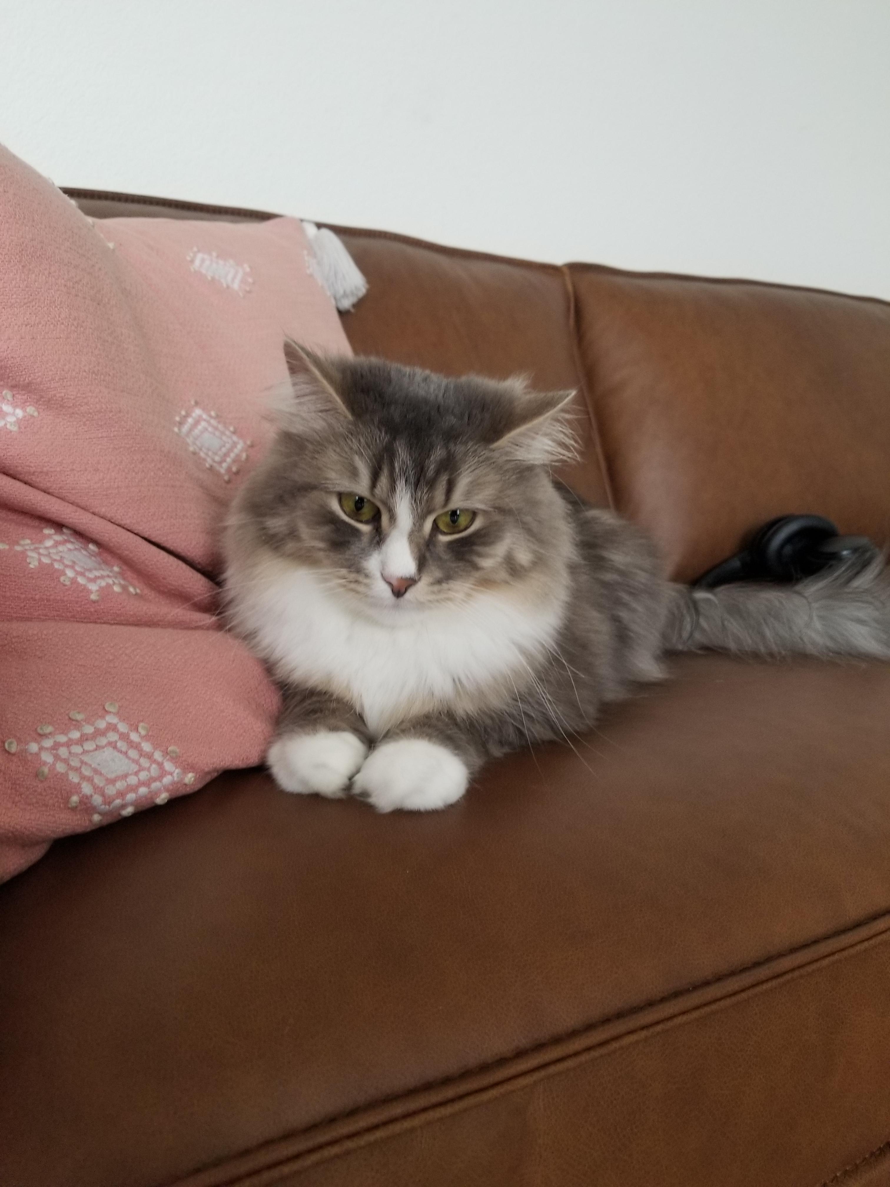 my samson | Scrolller