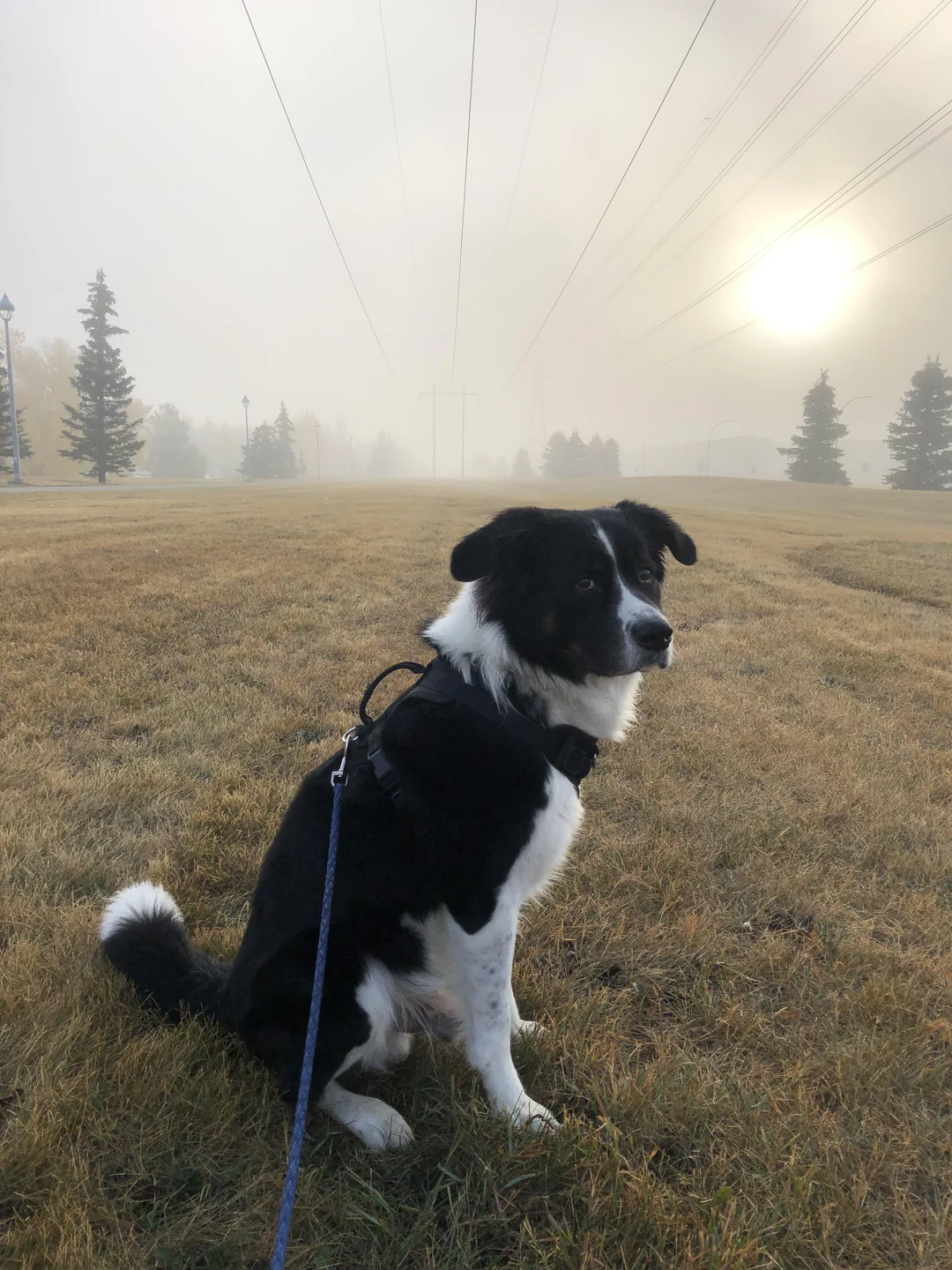 Foggy fall. | Scrolller