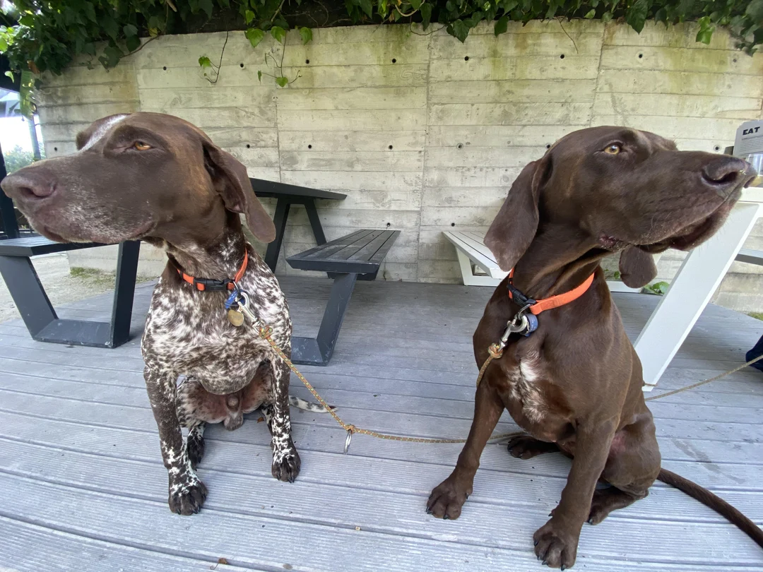 Post hunt pint | Scrolller