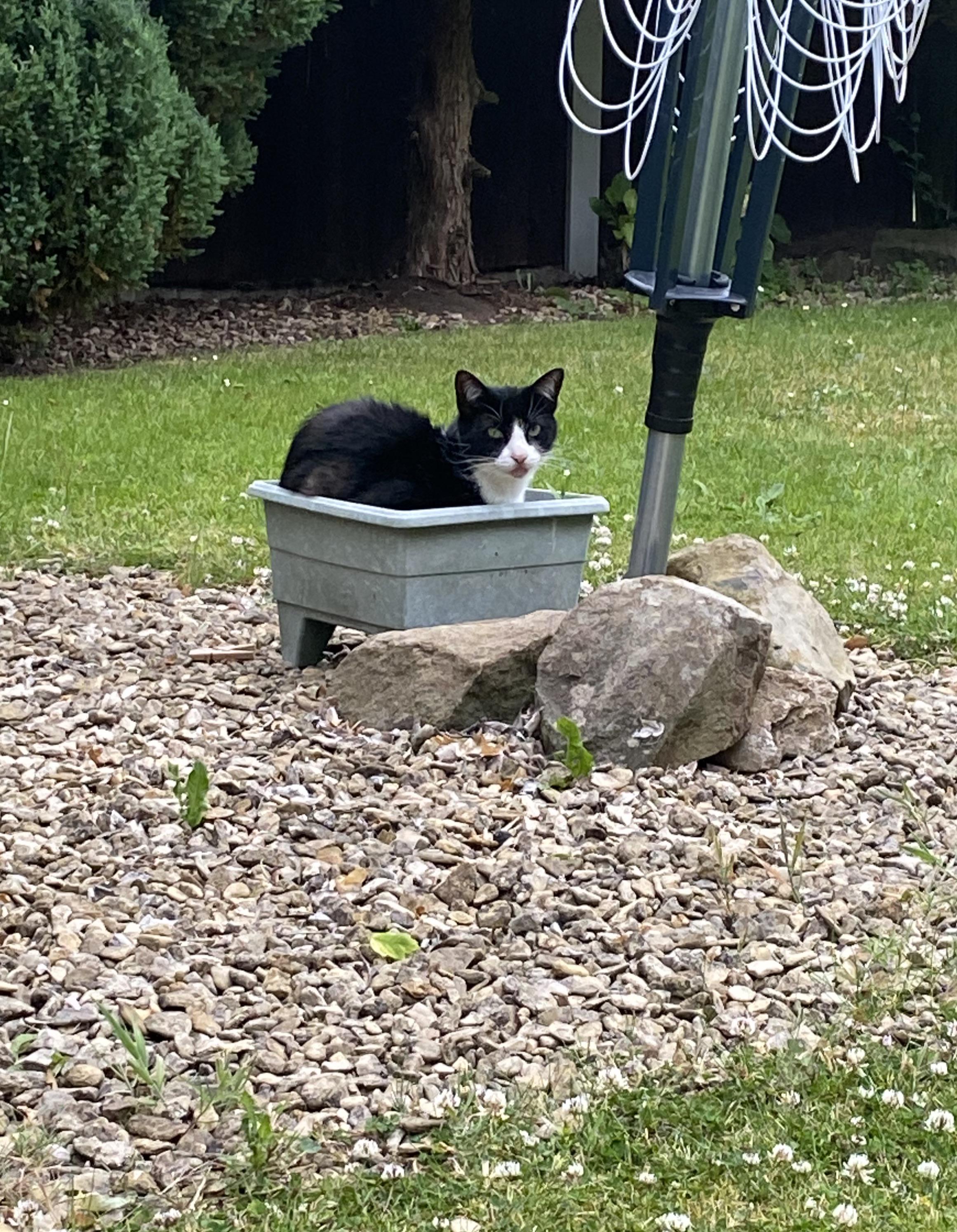 Those magic cat seeds really worked | Scrolller